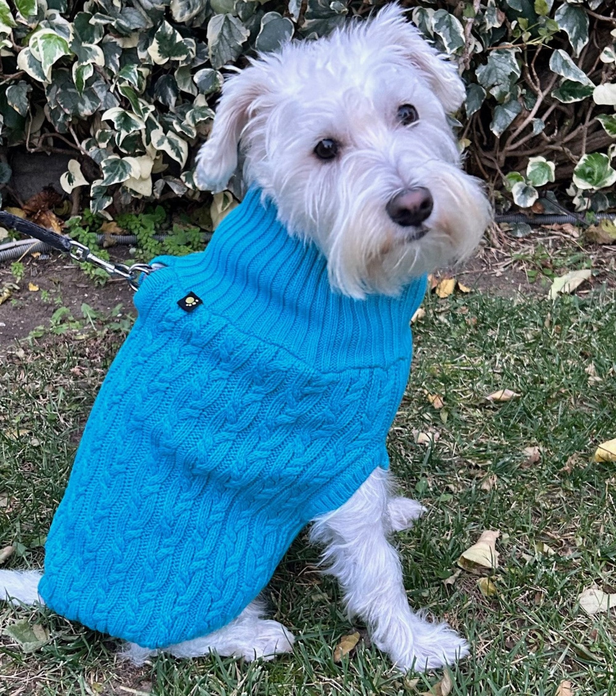 Colorful Knitted Turtleneck Sweater for Dogs & Cats | Wear Sierra
